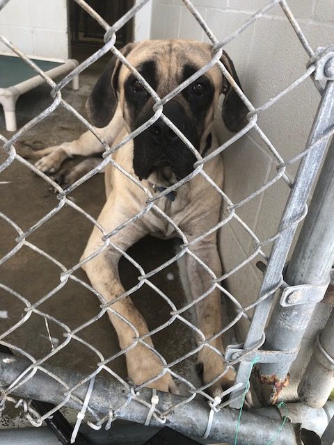 Rescued Mastiffs | Make a Big Difference to a Big Dog!