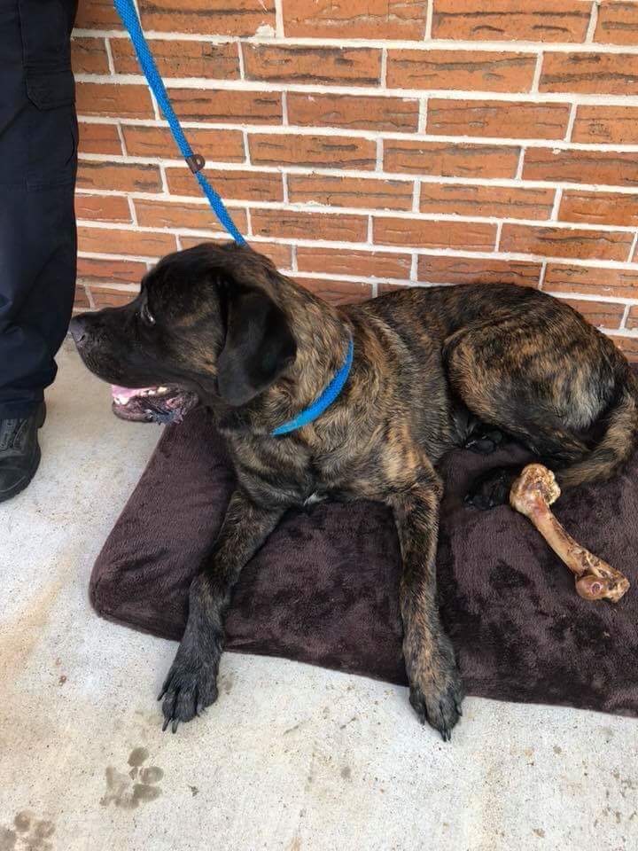 Available Mastiffs | Rescued Mastiffs