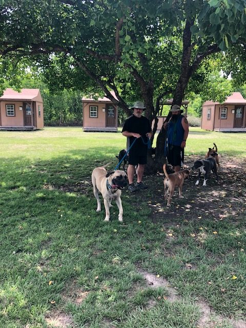 Rescued Mastiffs | Make a Big Difference to a Big Dog!